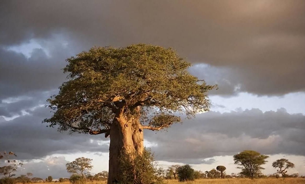 Africa's "Tree of Life" can hold thousands of pounds of water and still ...