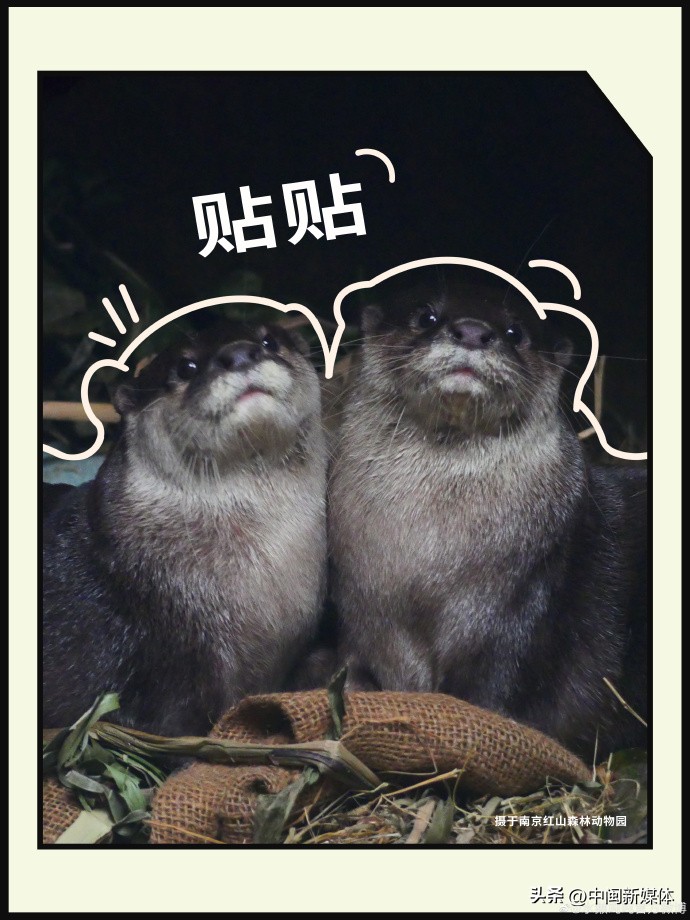 Tons of otters have adopted Otter Banna! - iNEWS