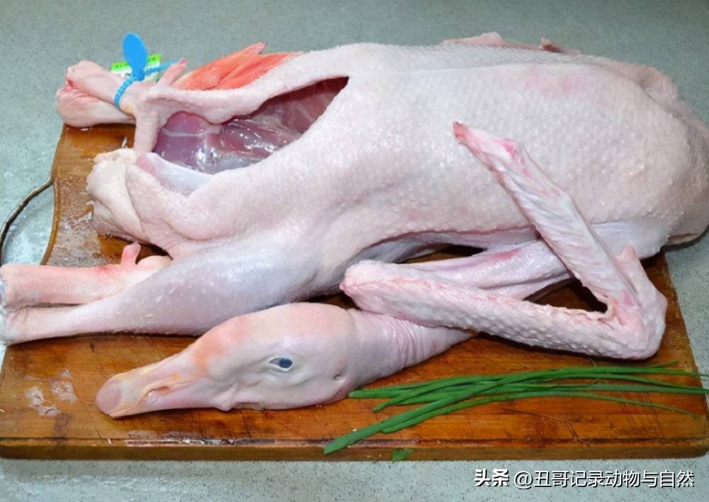 Big Goose Northeast people's method, the goose meat is soft and rotten ...
