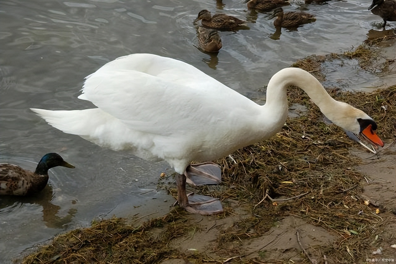 What are the biological characteristics of geese? - iMedia