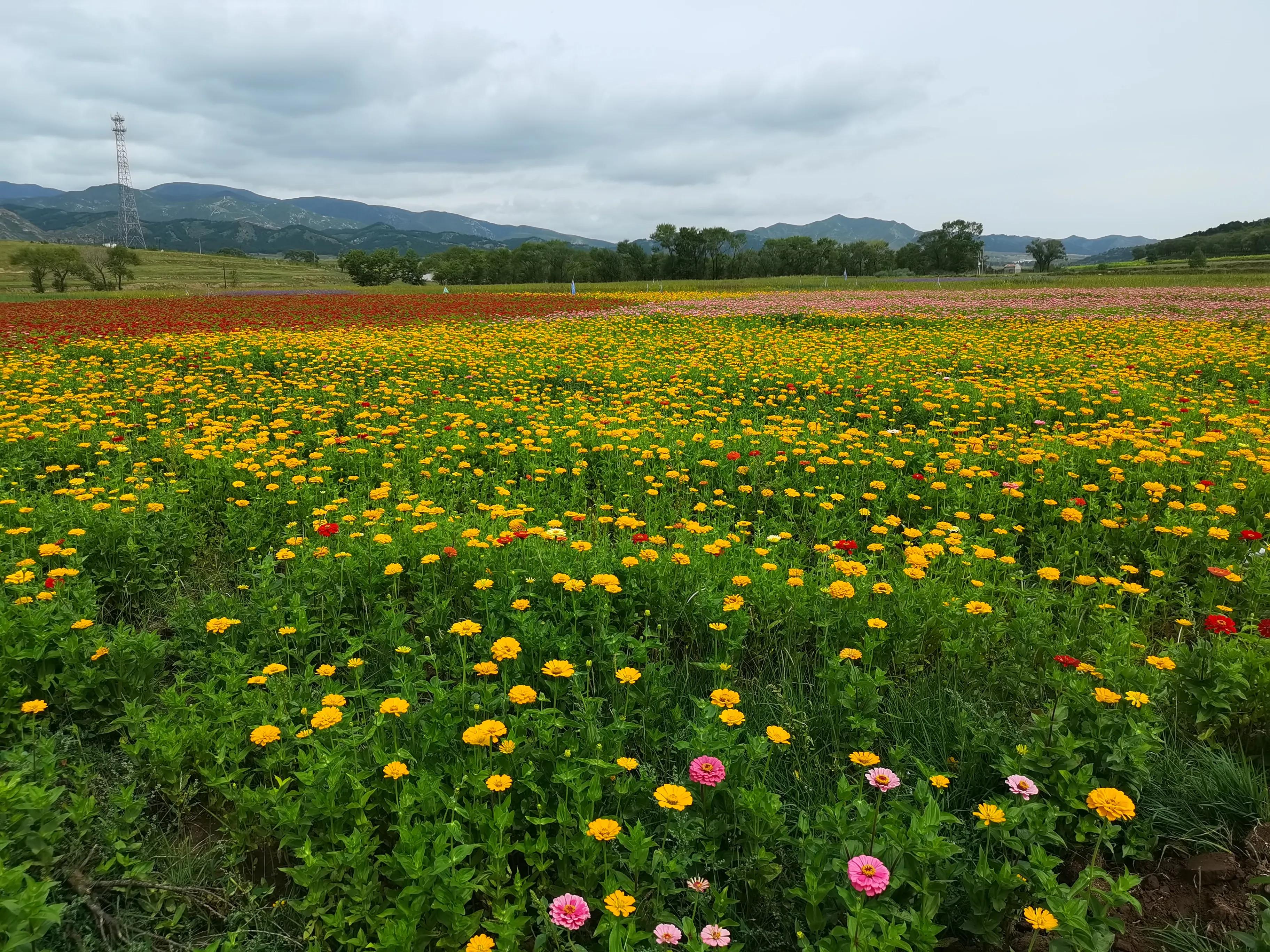 Pros and cons of spring tourism in Inner Mongolia - iMedia