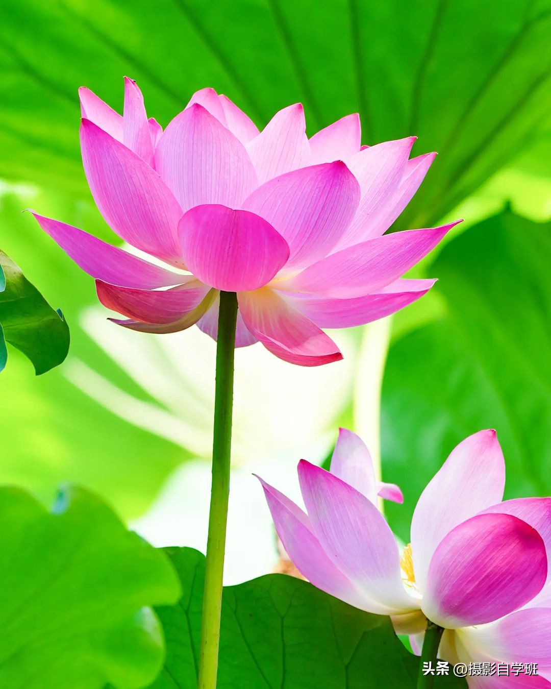 5 lotus photography tips - iNEWS