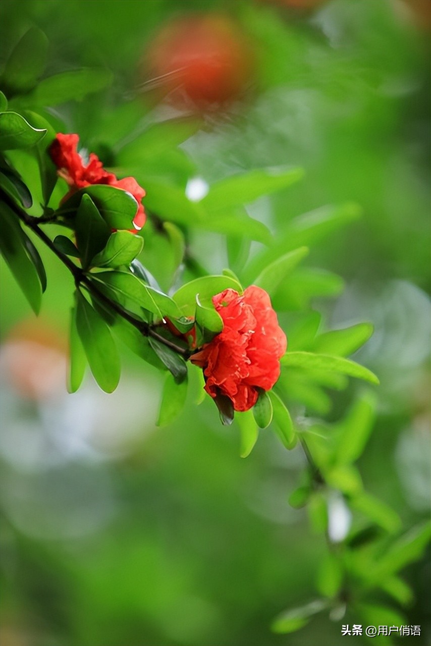 An underrated delicacy, refreshing and crispy, delicious - fried ...