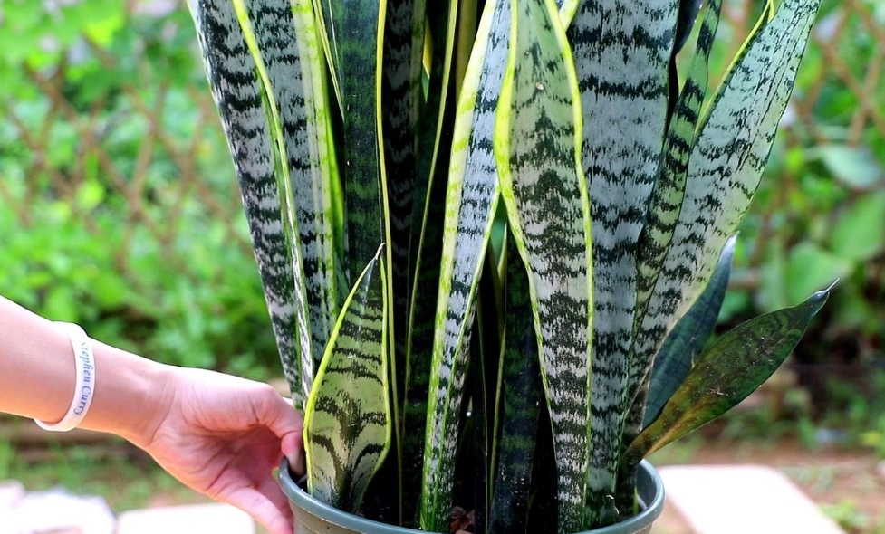 In autumn, tiger Pilan is raised, "little things" are buried in the ...