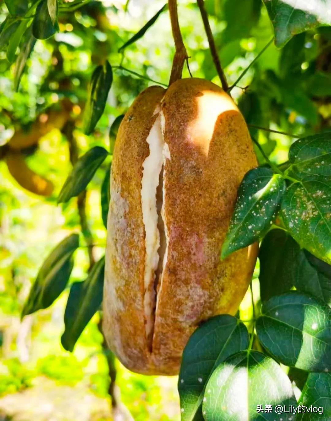 Wild Fruit King - August Melon, many people have never seen it, it looks strange, sweet and ...