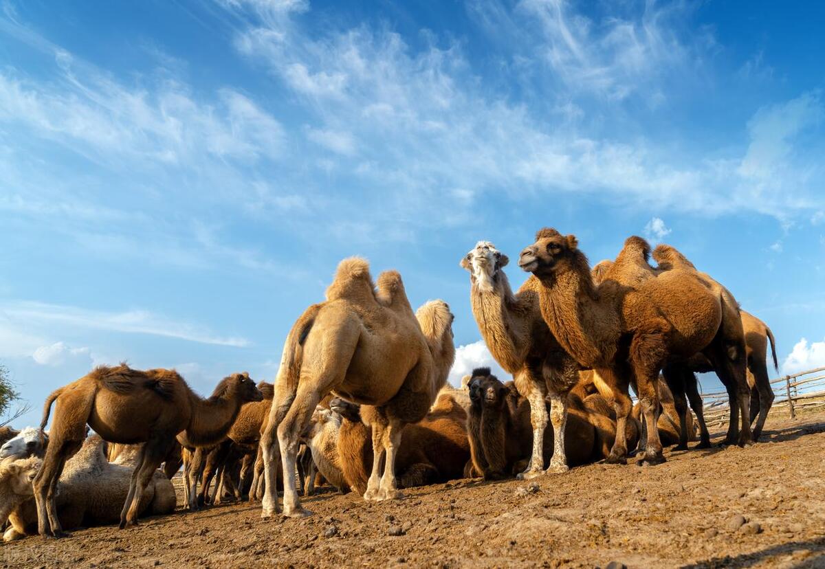 What is the difference between dromedary and bactrian camels? - iNEWS