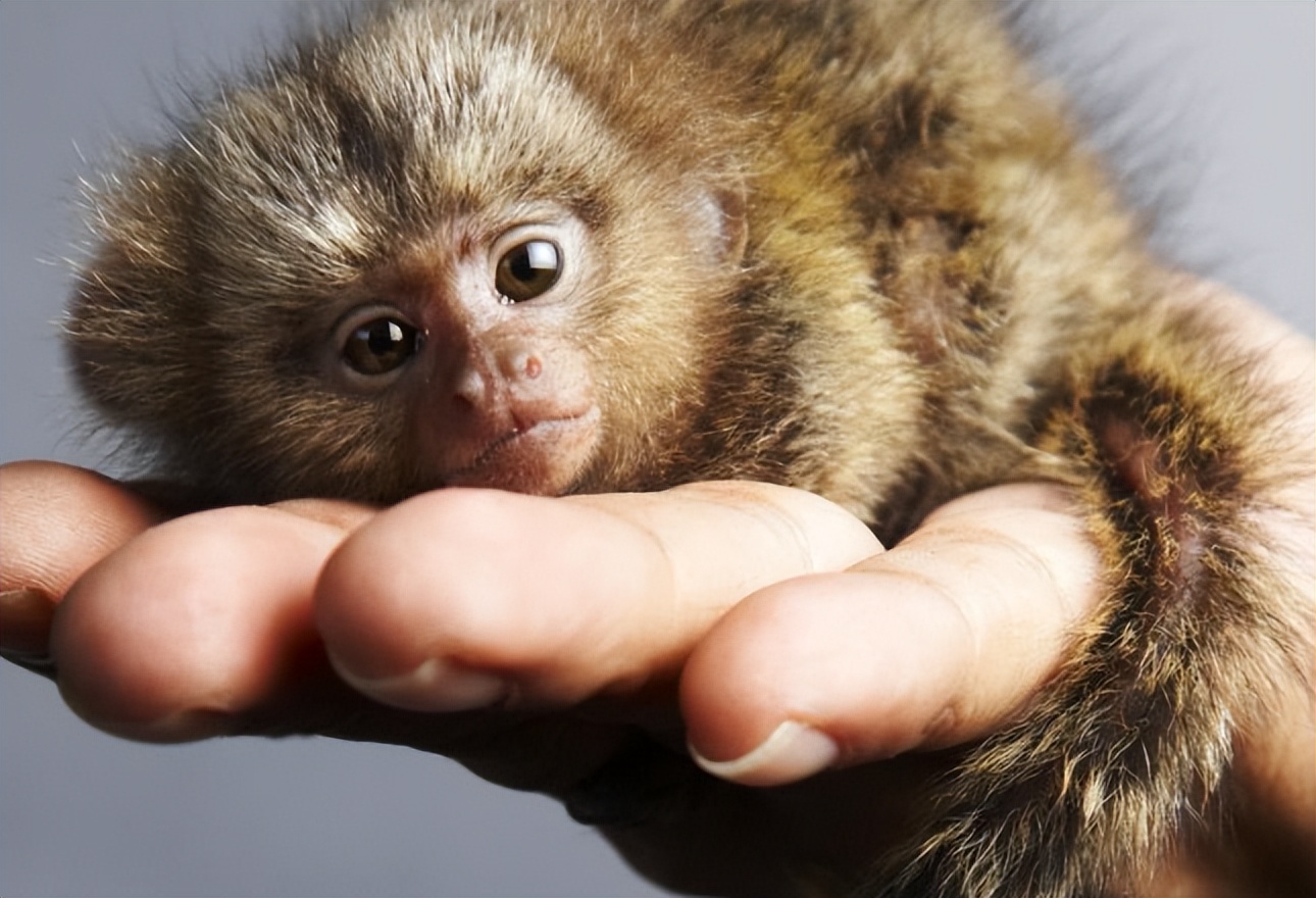 Small body, big world: the ecology and behavior of pygmy marmosets - iNEWS