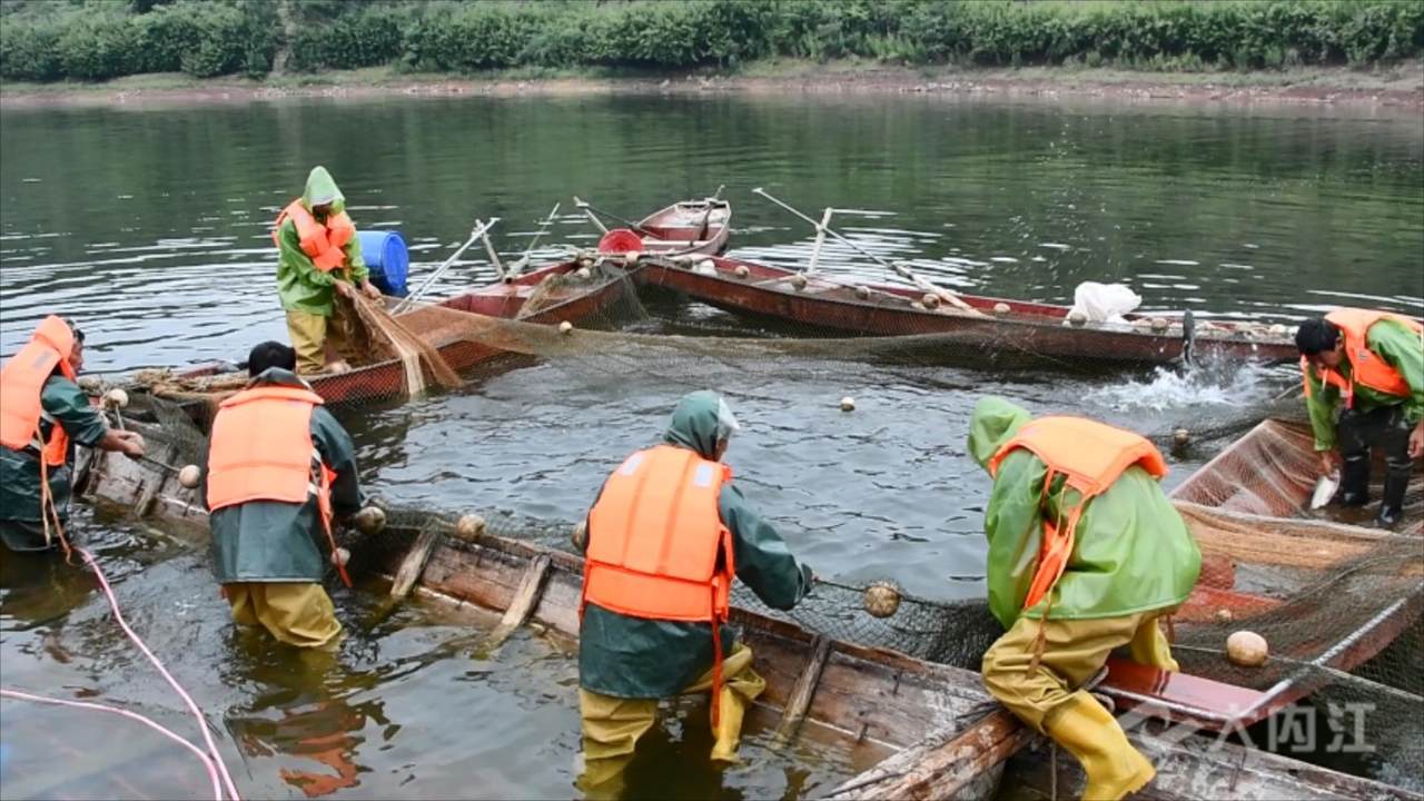 Harvest!Longchang Guyu Lake during autumn fishing - iNEWS
