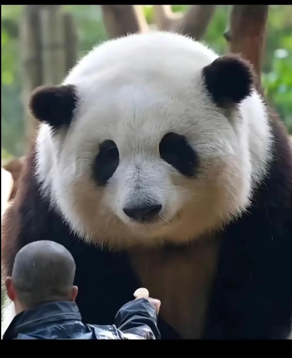 Pfft, you can't laugh when a national treasure makes a fool of yourself ...