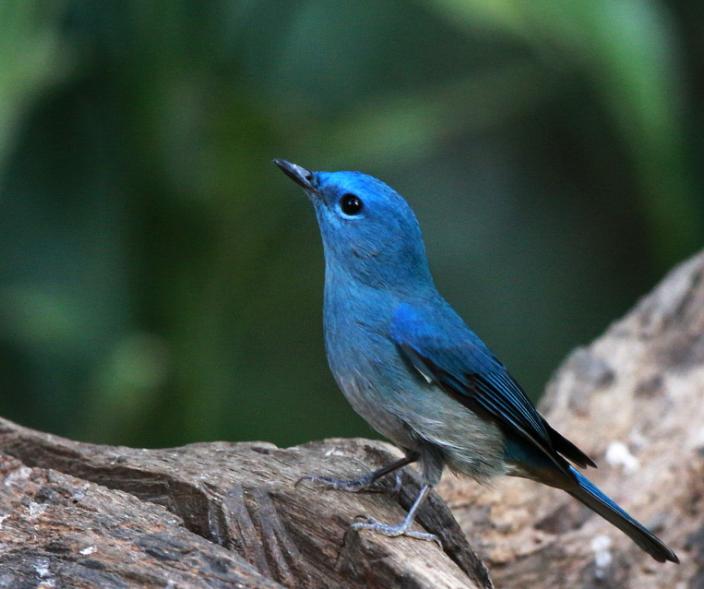Pure blue flycatcher bird: the most amazing color, appreciate the ...
