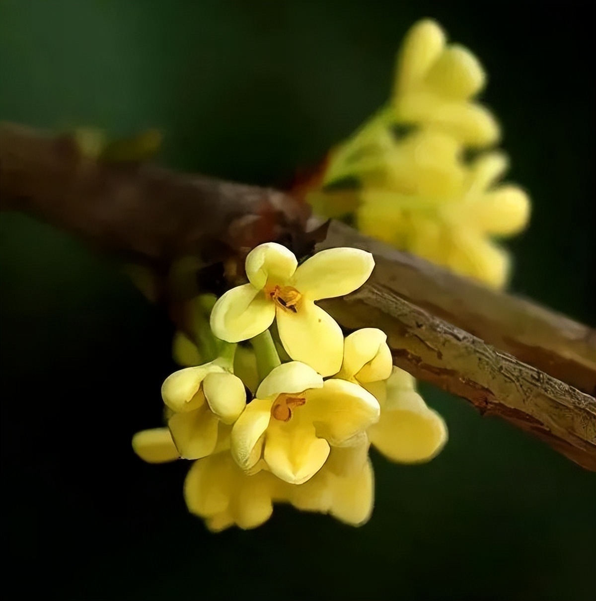 late autumn!Smell osmanthus and sleep in cinnamon - iNEWS