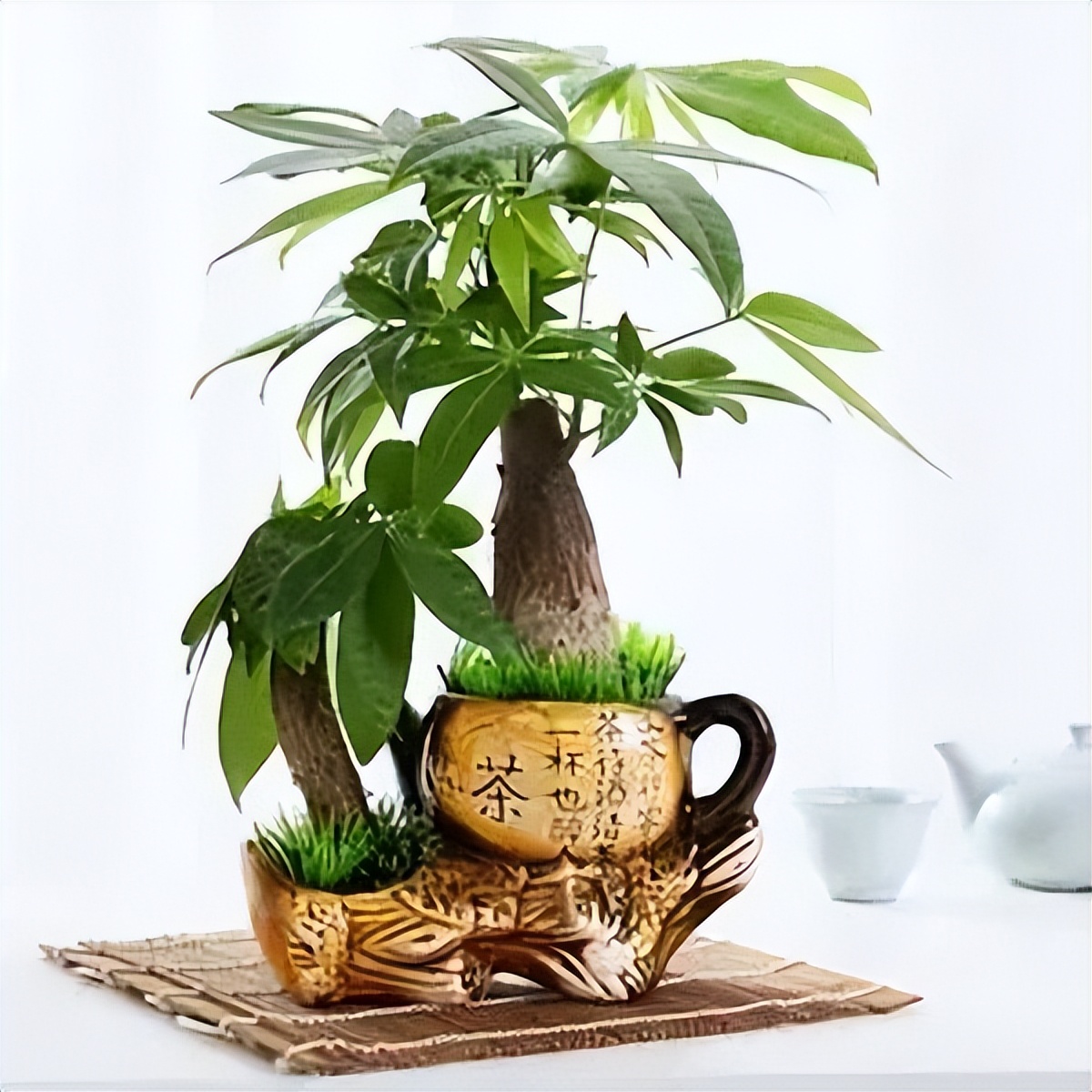 How to raise a fortune tree to be more prosperous remember these three ...