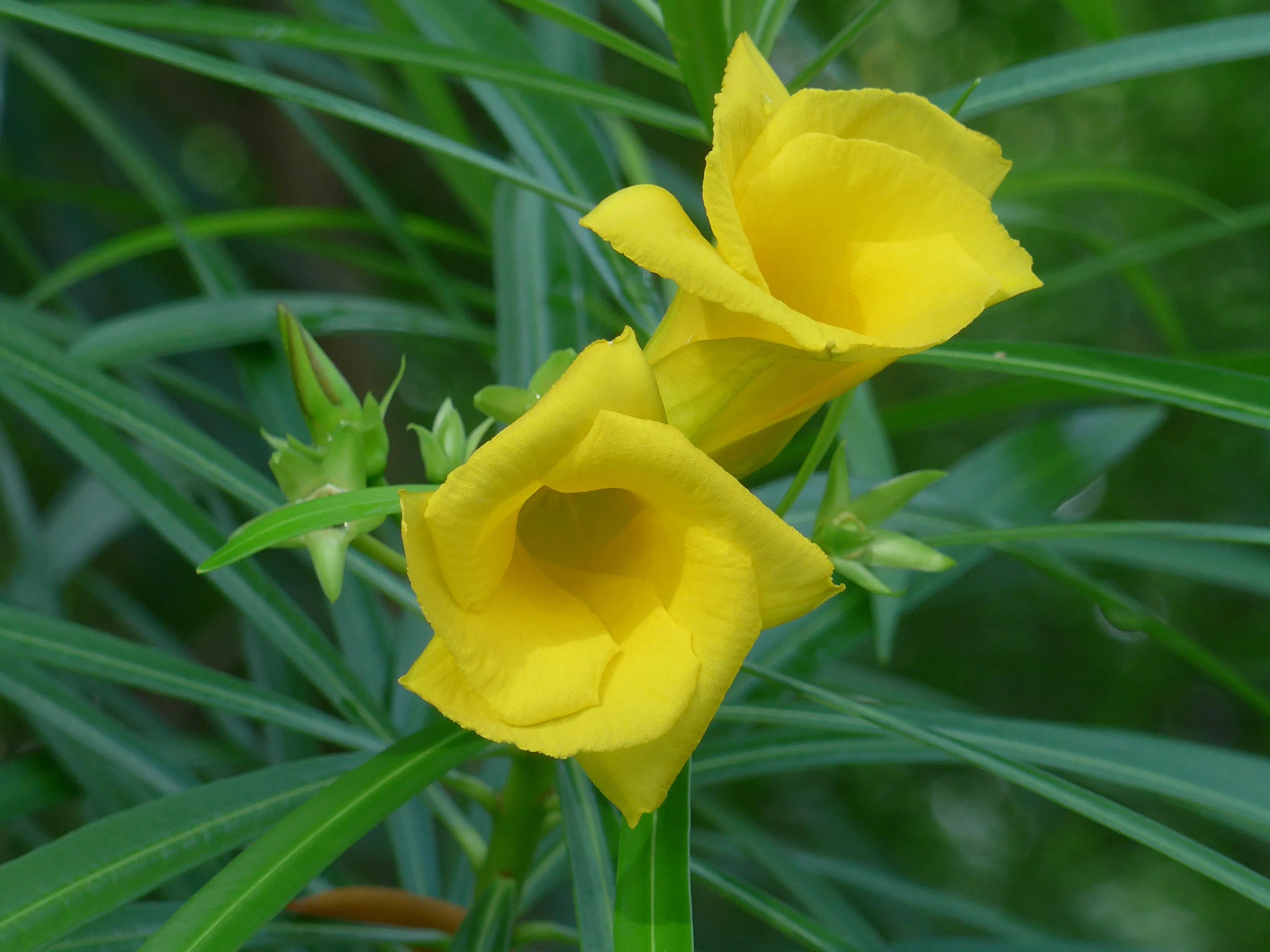 Yellow flower oleander after rain - iNEWS