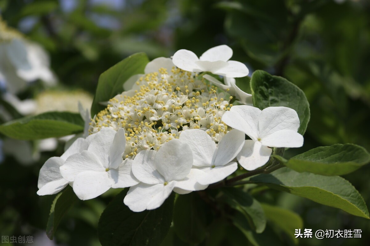 Six poems to explore late spring Qionghua: Qionghua tree in ...