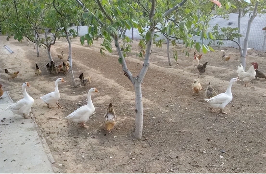 Drop chickens, ducks, and geese from a height of 10,000 meters and do ...