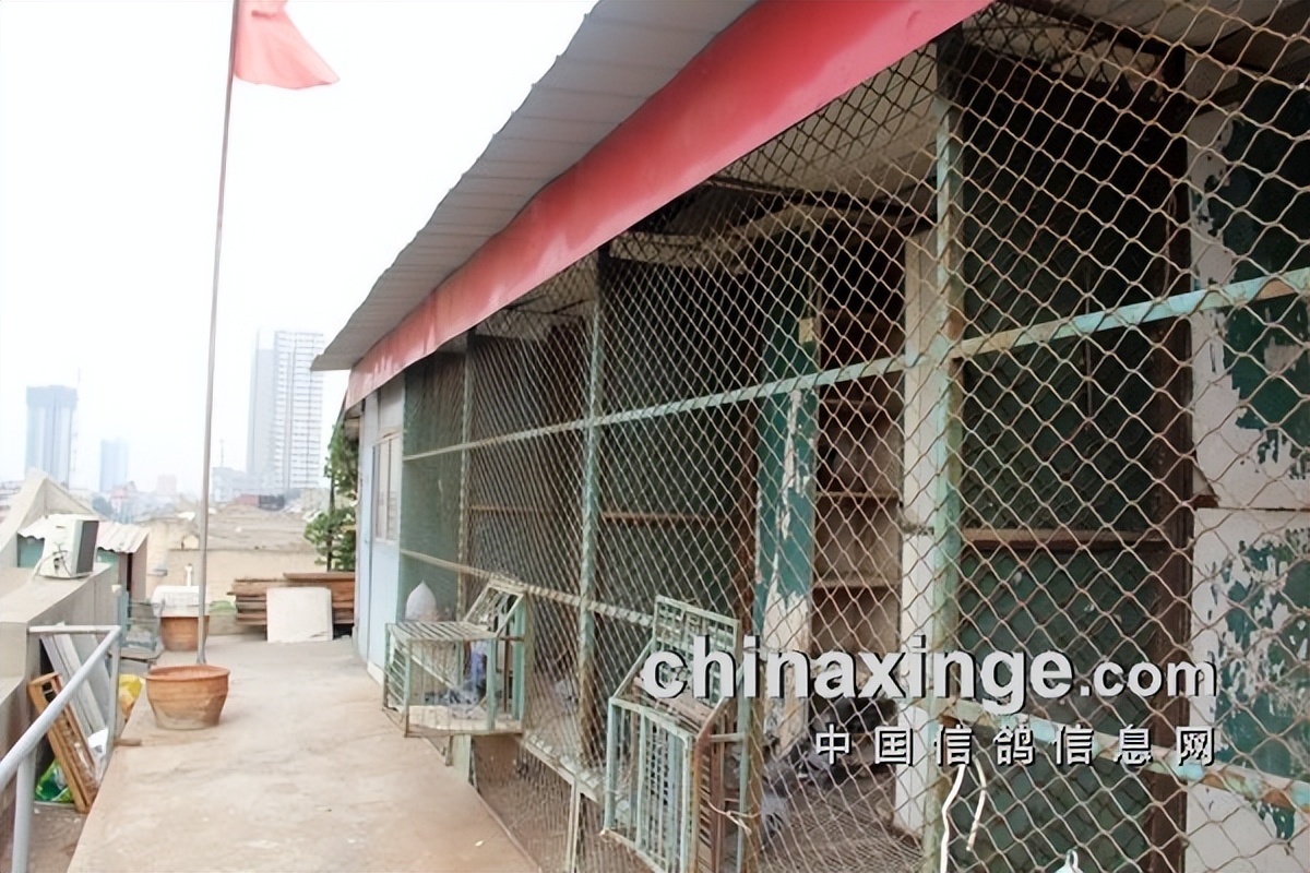 Veteran in Shaanxi pigeon sport: Diaoyu Island Sao Paulo-Zhang Zhiming ...