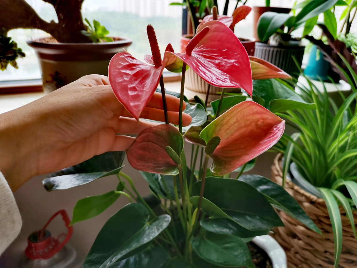 7 kinds of "yin-loving flowers", they are afraid of the big sun, and ...