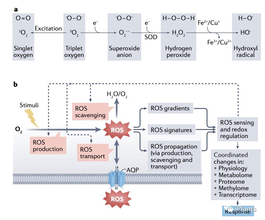 "Nature Review" Research progress of ROS signaling in plant stress ...