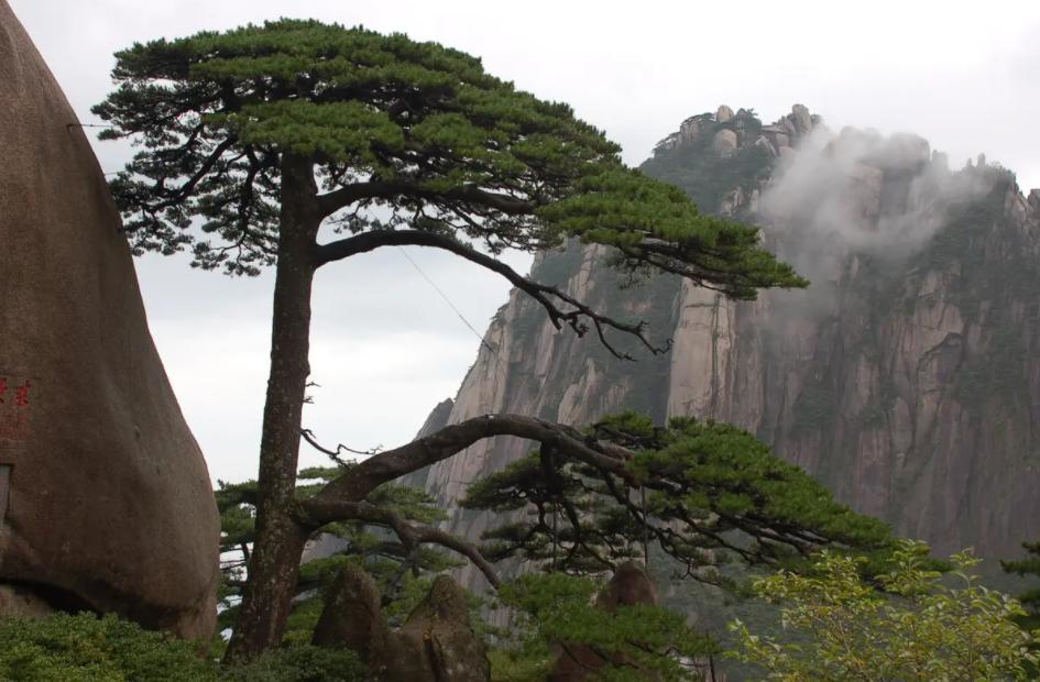 3 "aristocratic famous trees" in China: 1 is "the only son of the earth ...