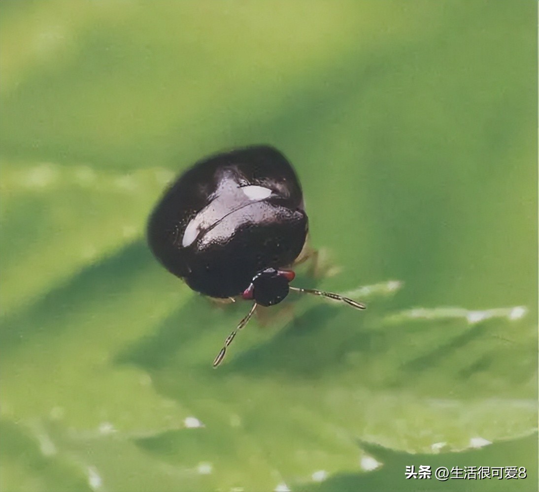 The Mysterious Turtle Bug: The Ecological Adventure of the Grassland ...