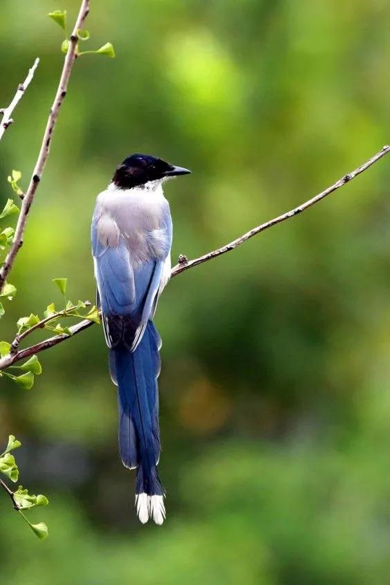 Please enjoy, very precious and most beautiful baby bird - iNEWS