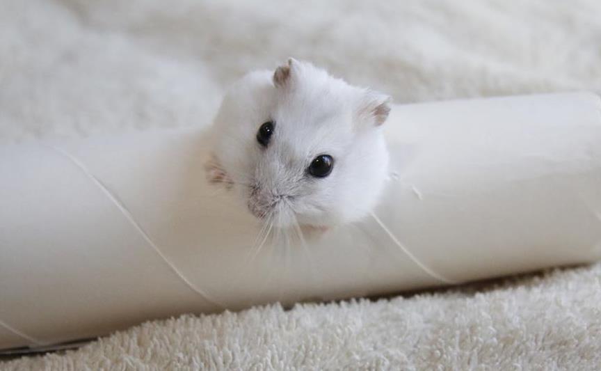 The hamster was stuck asking for help but was rejected instead. In ...