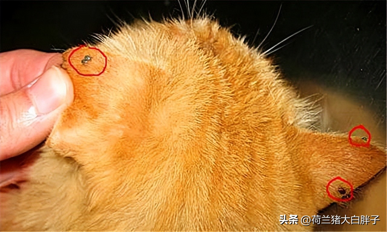 How do cats get ticks? What are the dangers of ticks? - iNEWS