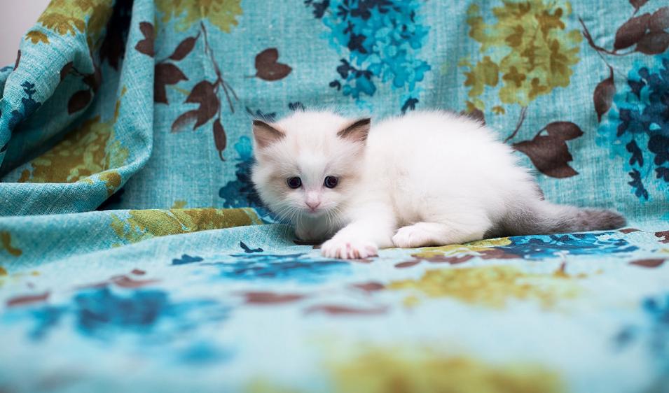 What should I pay attention to when buying a cat? Which platform is ...