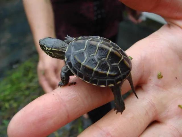 Three kinds of turtles, novice tortoises choose them - iNEWS