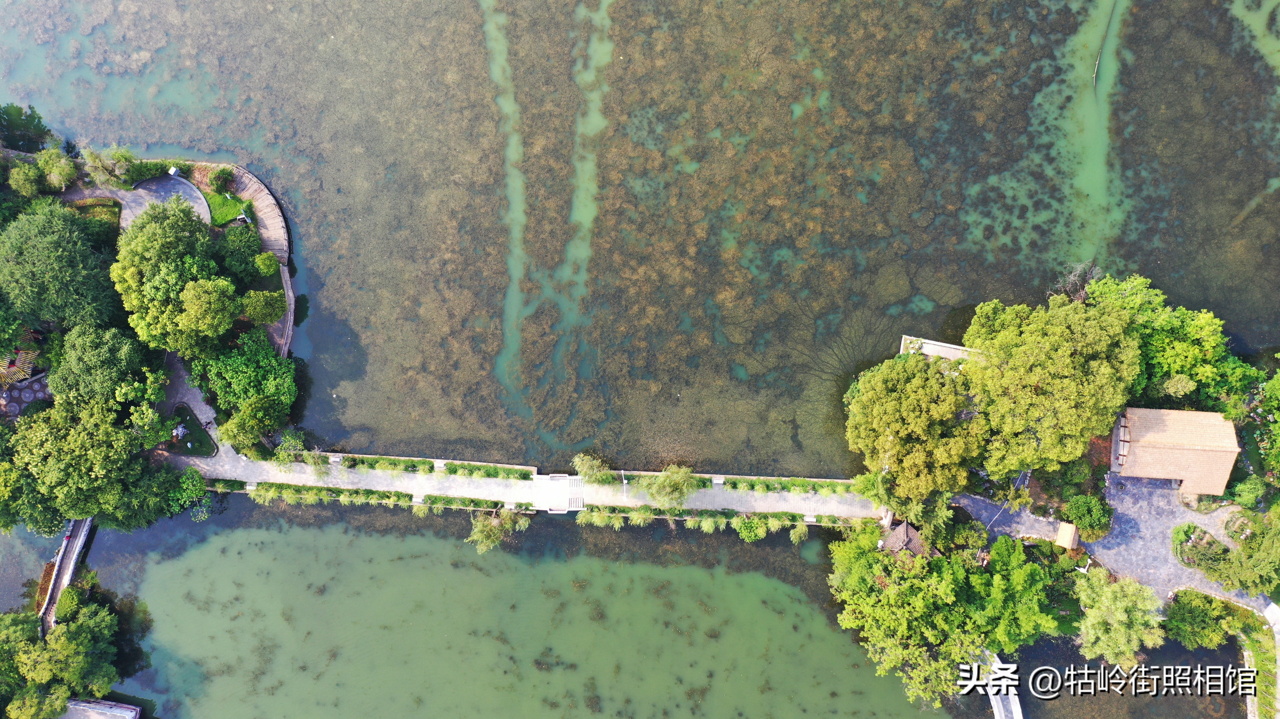 Nanchang East Lake water plants grow wildly all over the lake, and ...