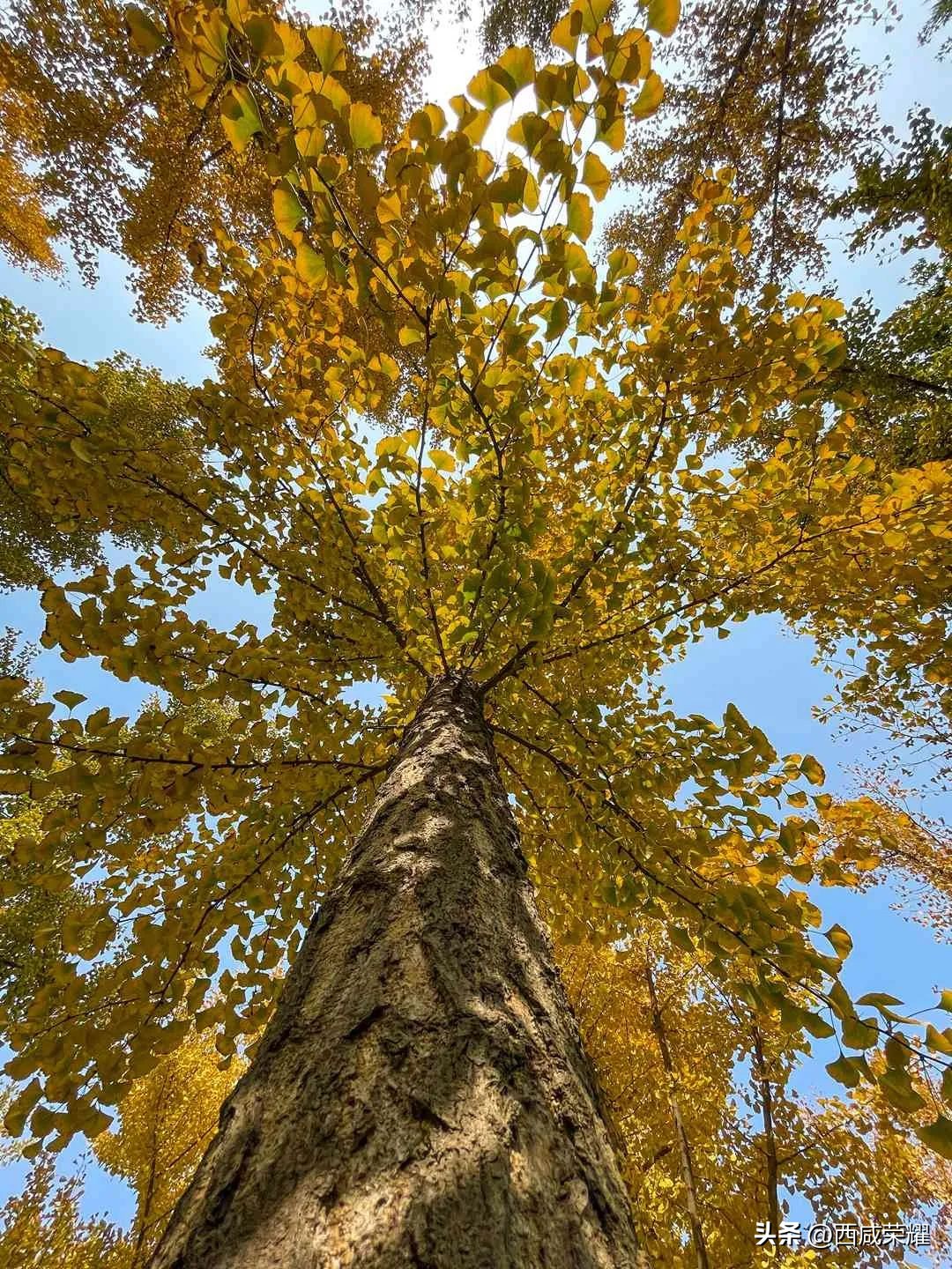 When the autumn wind rises, I see ginkgo for "golden clothes" again - iNEWS