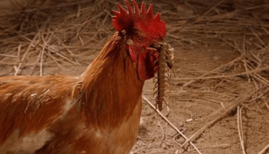 Centipede, one of the five poisons, why is its nemesis a big rooster ...