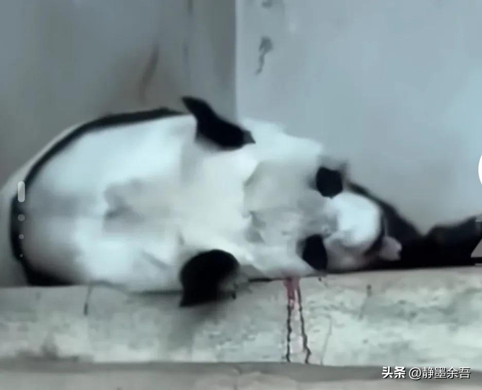 grief! Giant panda "Lin Hui" dies in Thailand - iMedia