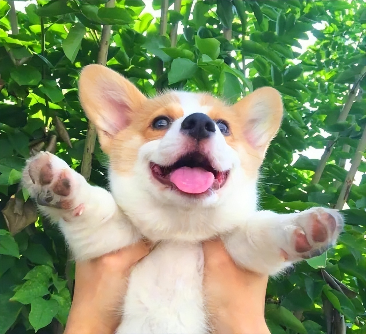 These 8 kinds of dogs are cute and easy to keep, and they are the first ...