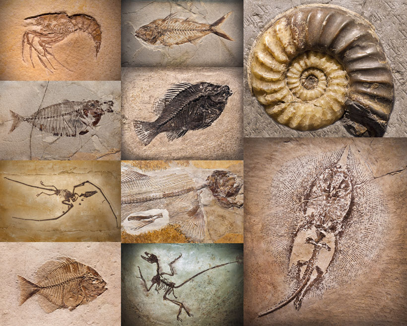 Uncovering the Earth's Ancient Fossil Remains: Exploring the Earth's ...