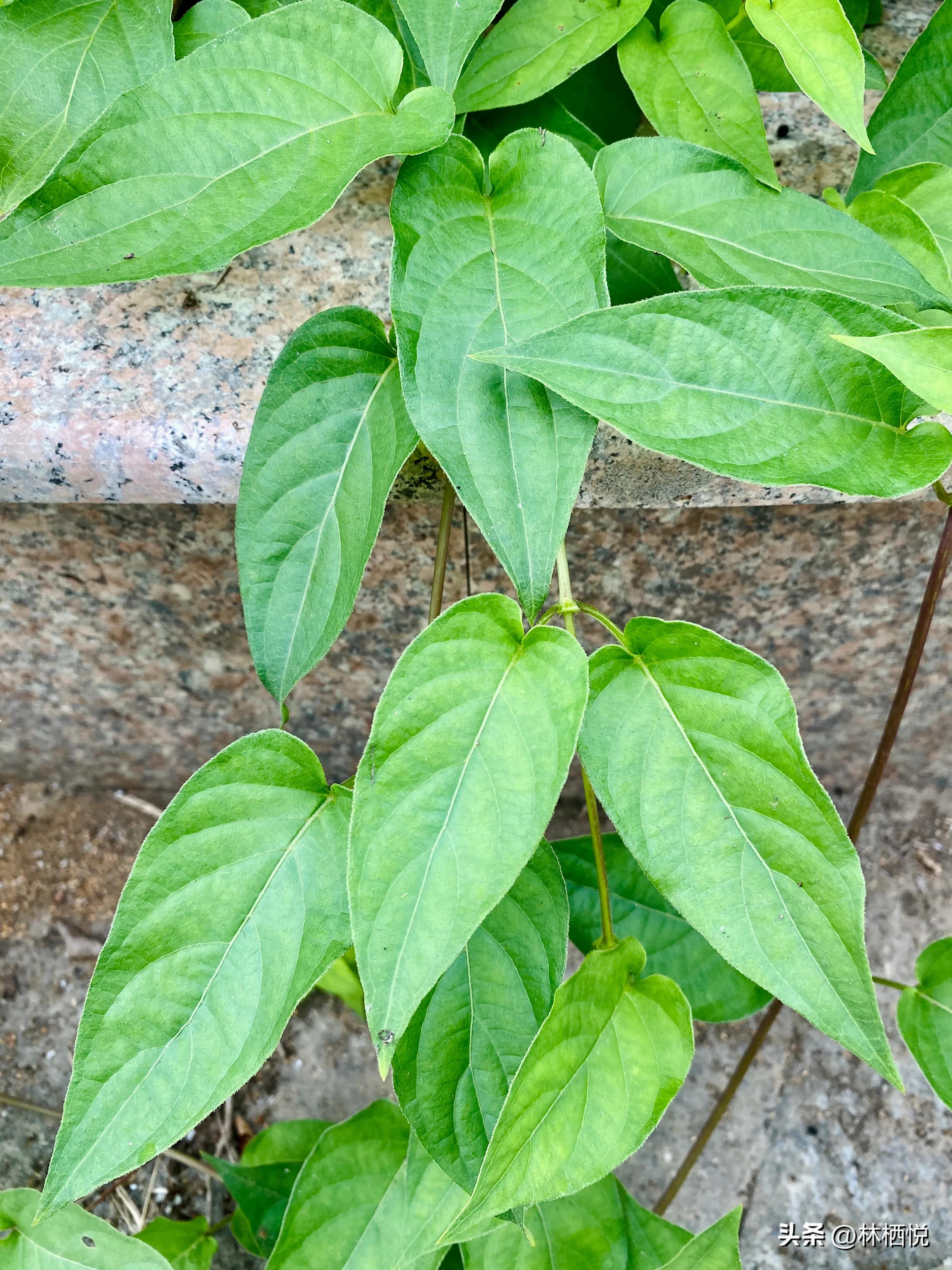 Chicken shit vine, a treasure plant dragged down by its name - iMedia