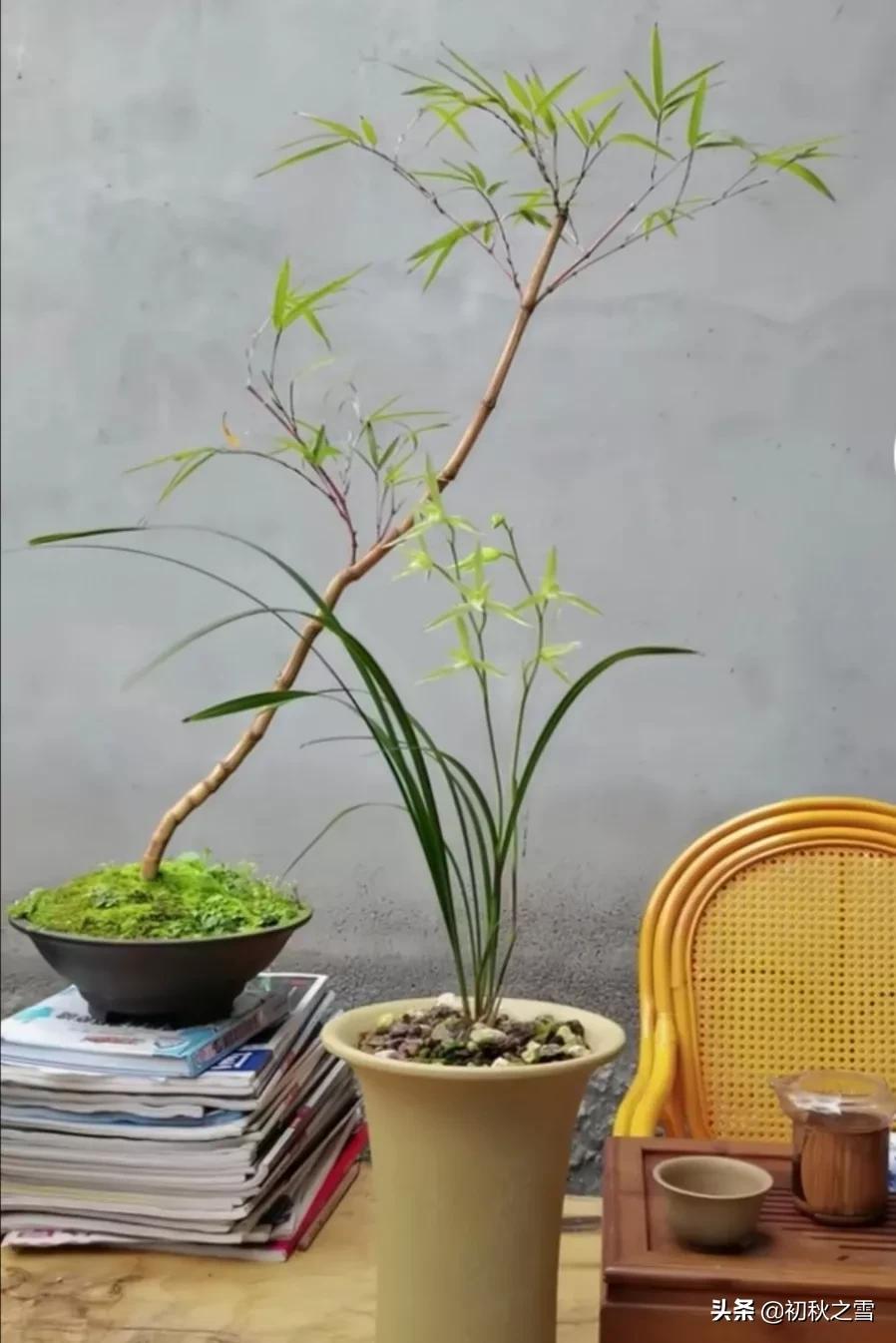 What "insect-proof" work should be done for orchids in spring?Which ...