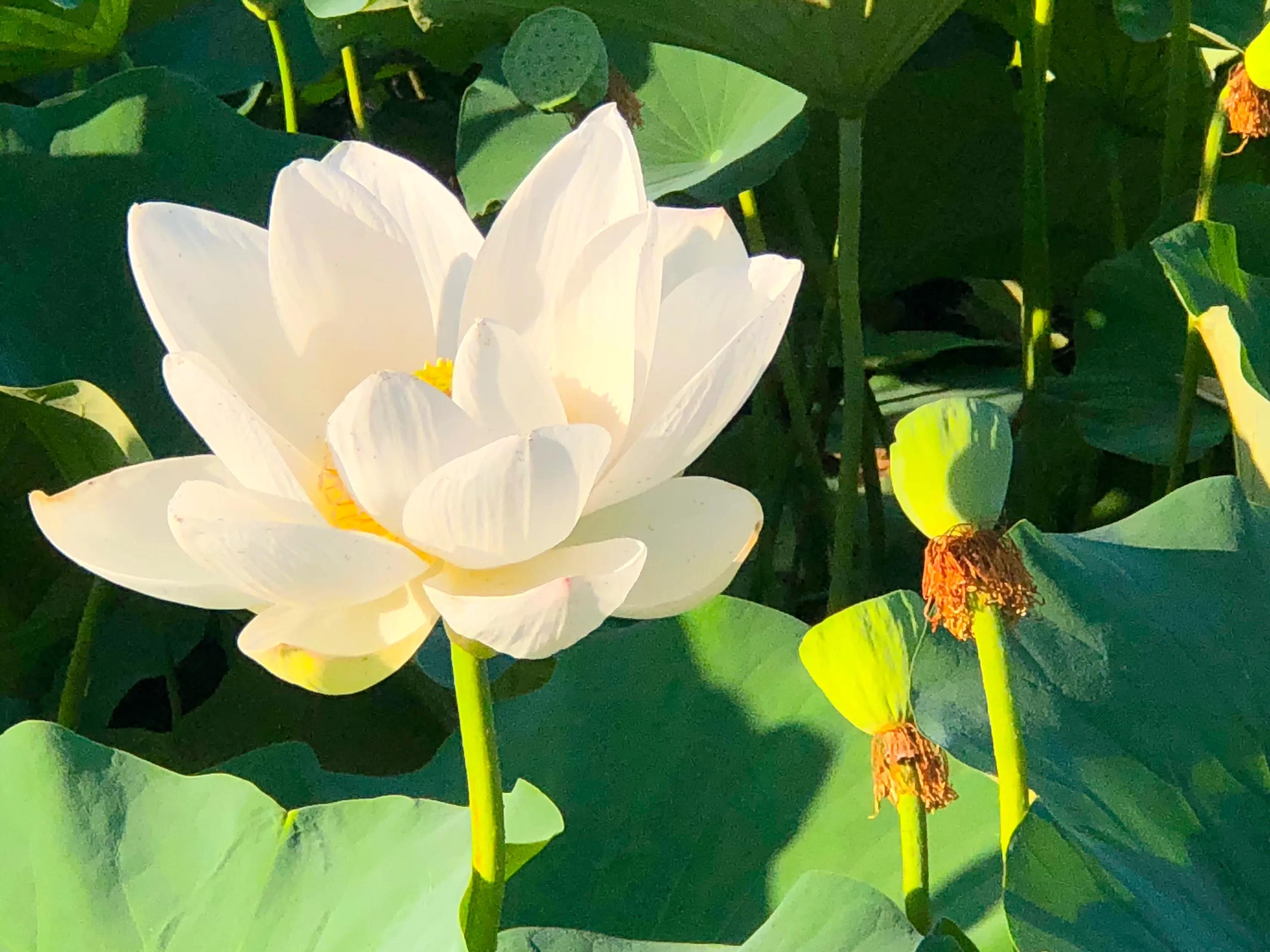 The lotus place in the international village - iNEWS