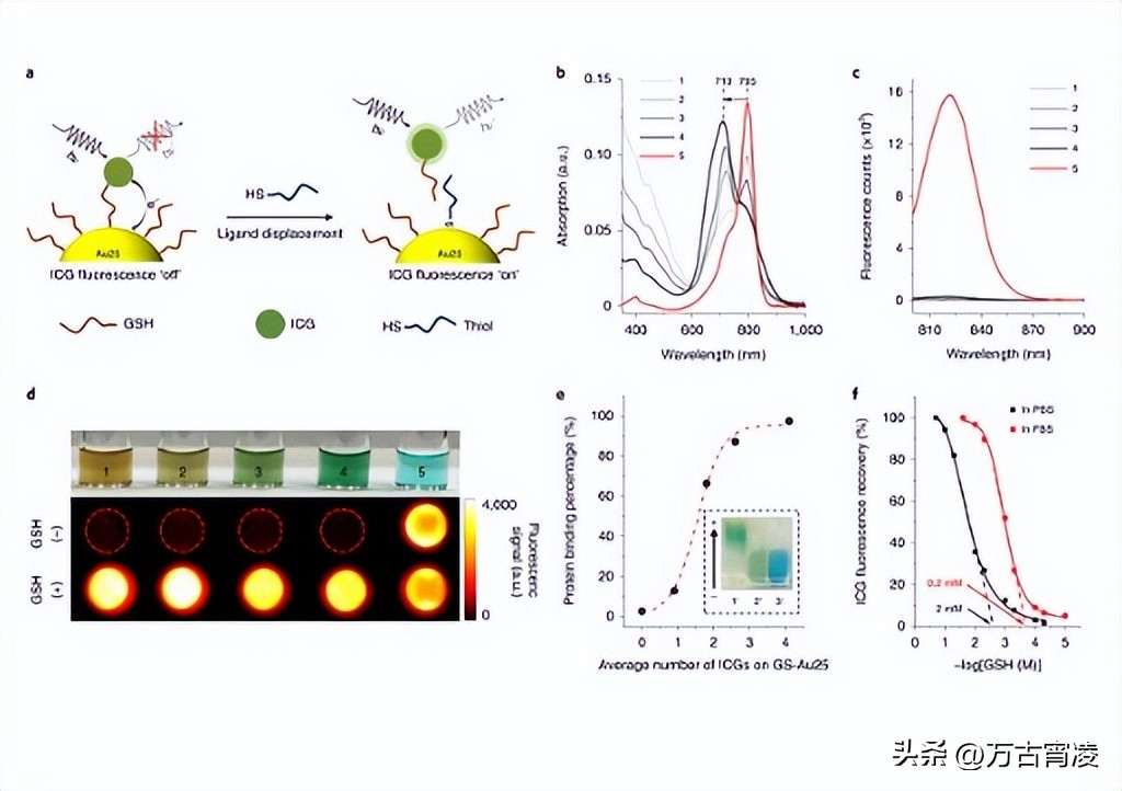 Study on Proteolytic Enzymes in a Gold Thiol Interaction Immobilized ...