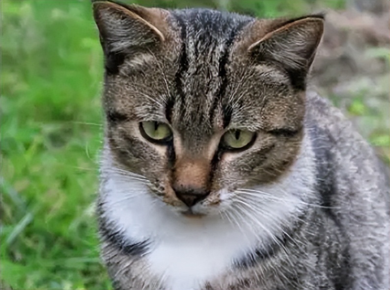 How many kinds of native "Chinese cats" are there?there may be ...