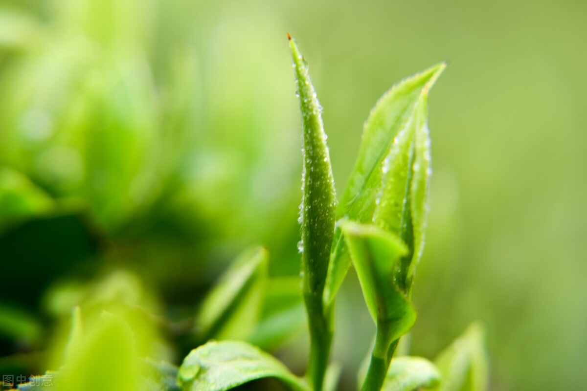 Tea Culture - Spring Tea - iNEWS