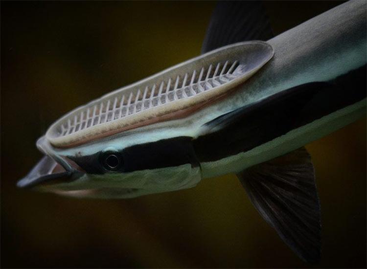There is a "shoe sole" on the head, dare to go wild on sharks, what ...