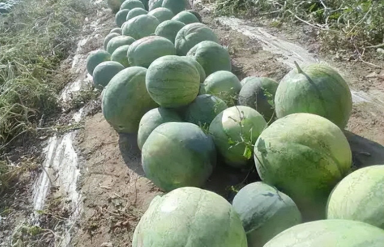 Commonly known as "beating melon": a variant of watermelon that only ...