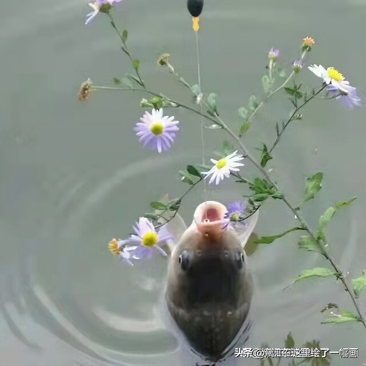 Dao Lang's new song "Raksha Haishi" is a talented singer burned by ...