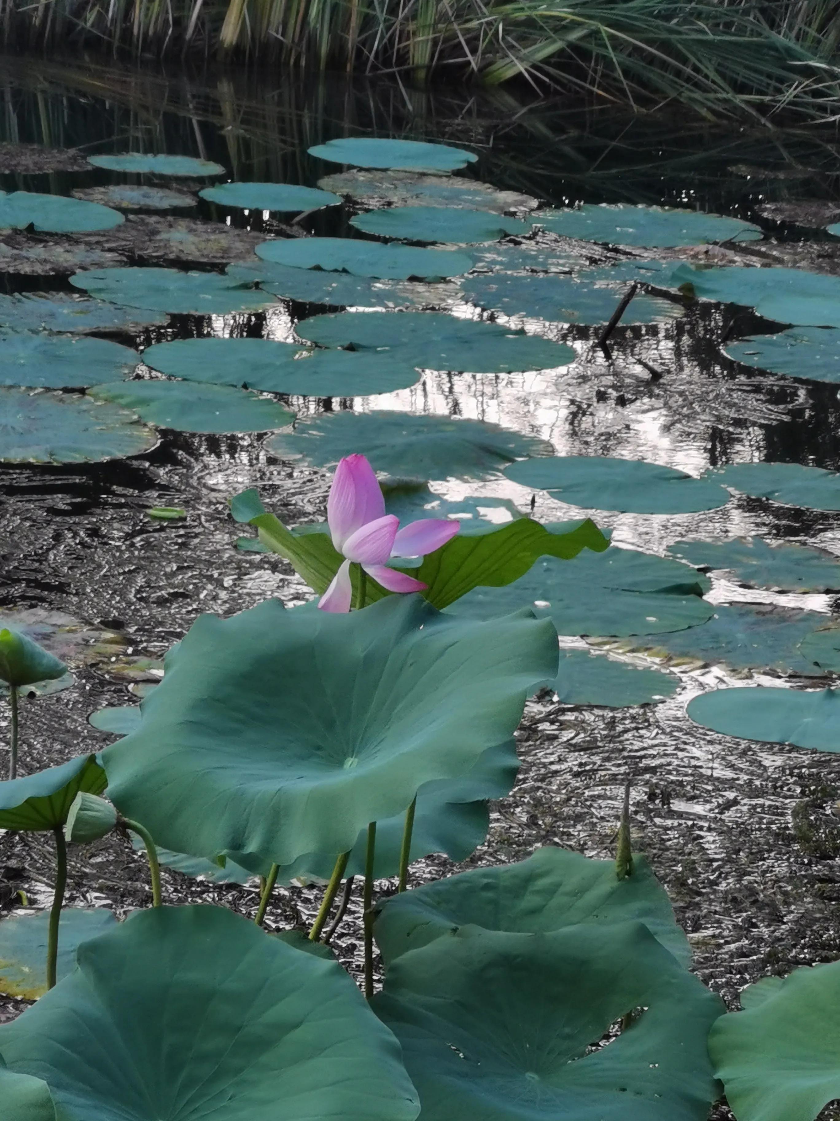 Step by Step Daming Lake - iNEWS