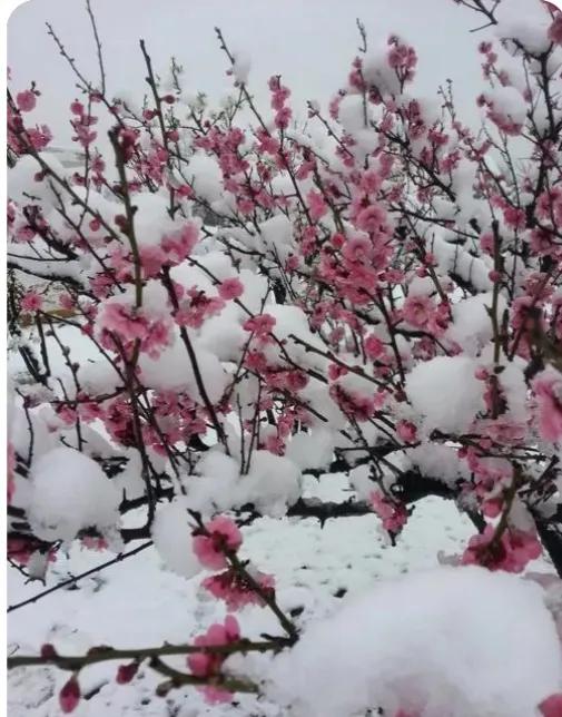 footsteps of spring - iNEWS