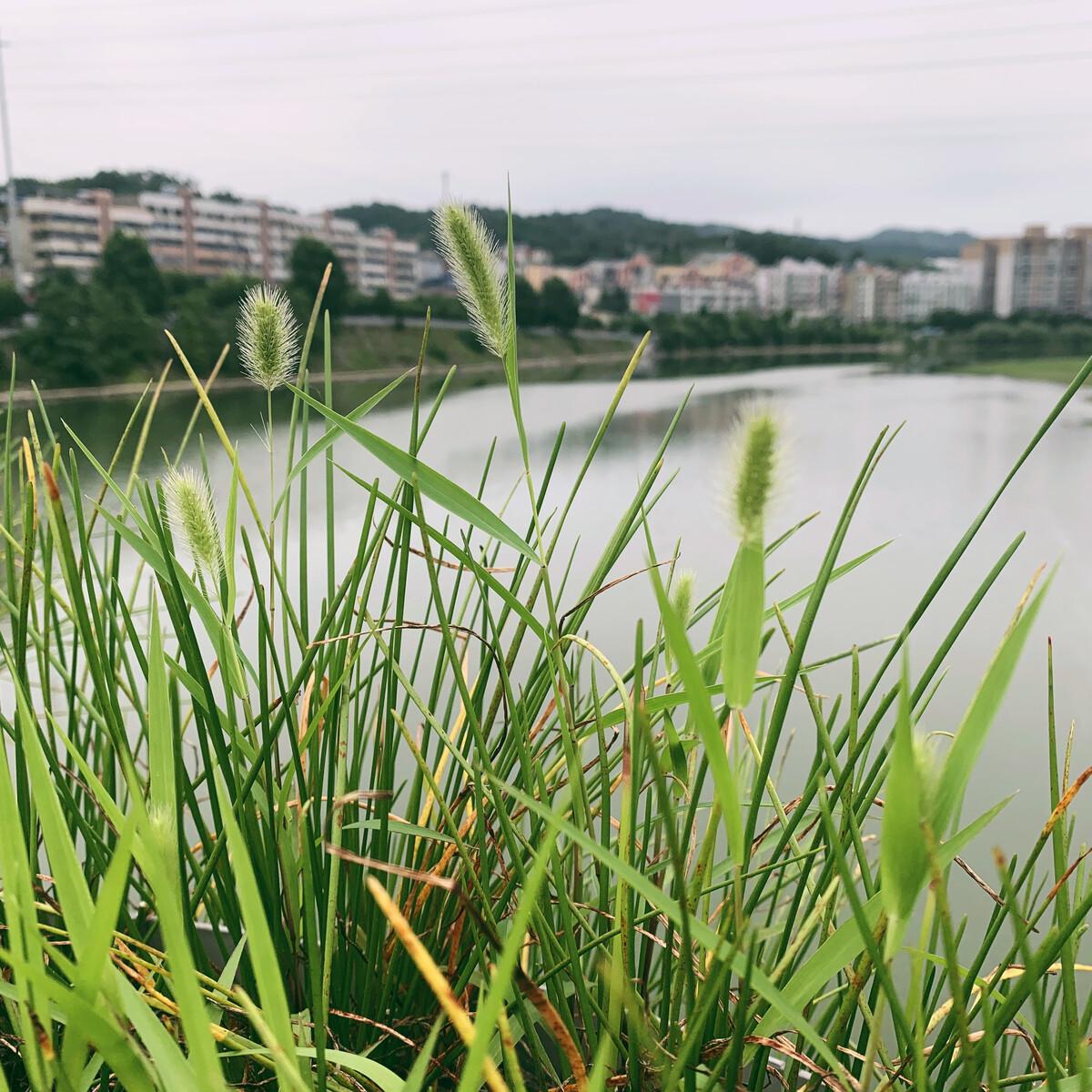 "Dog's tail grass" is a treasure, using it to boil water may help solve ...