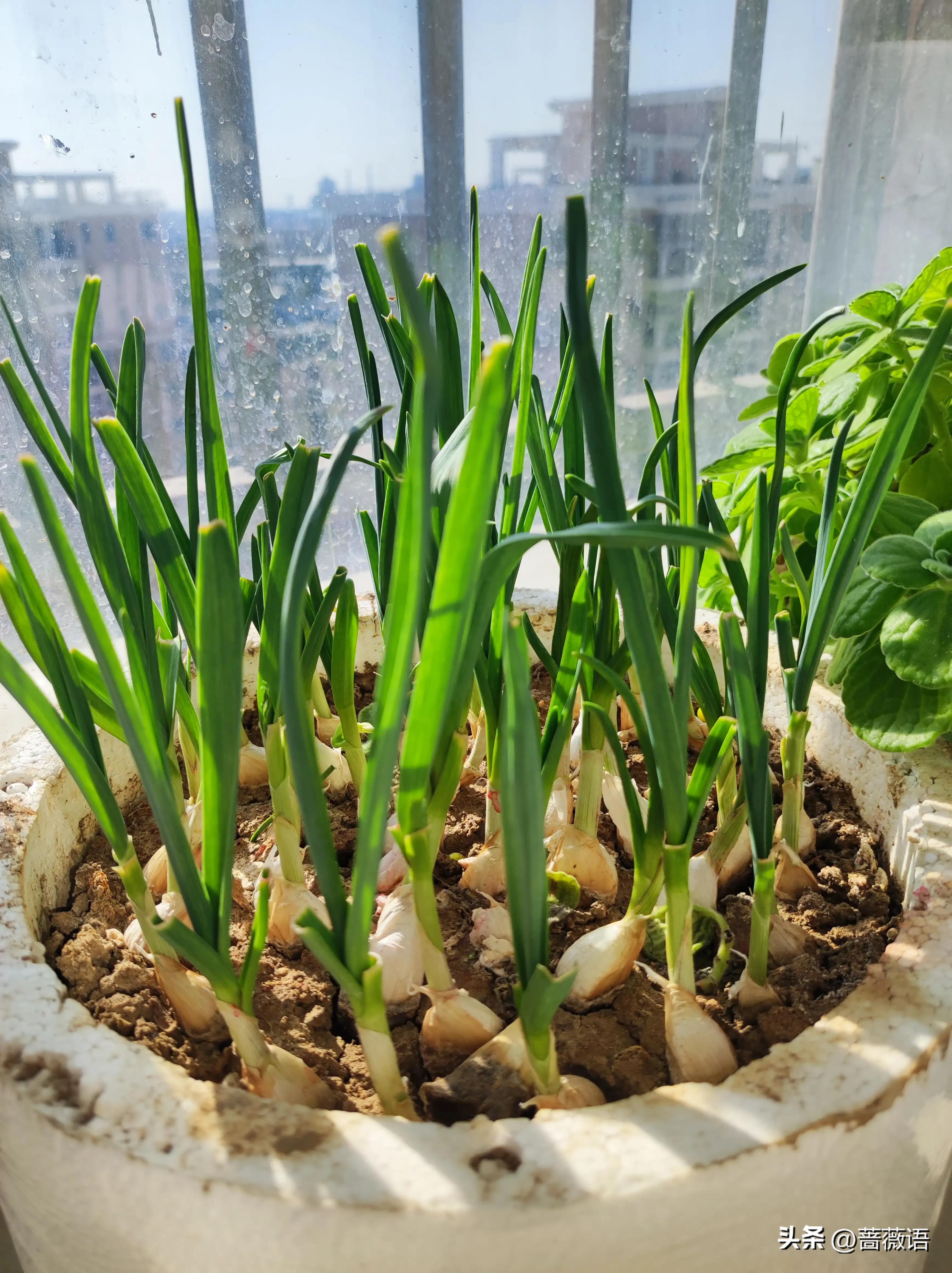 life snap record - iNEWS