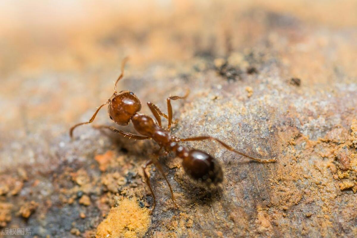 How toxic are red fire ants? Absolutely beyond your imagination, run as ...