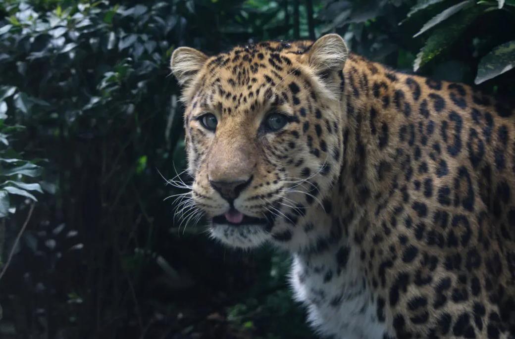 Why is the leopard's fur called money? - iNEWS